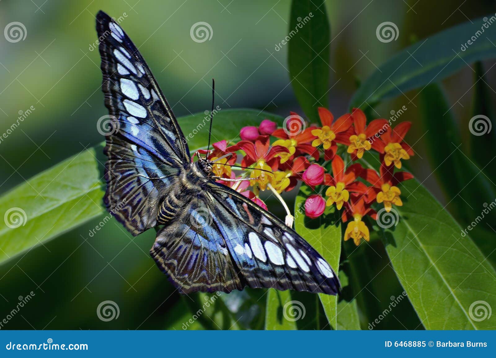 Blue Clipper Butterfly stock image. Image of black, intricate - 6468885