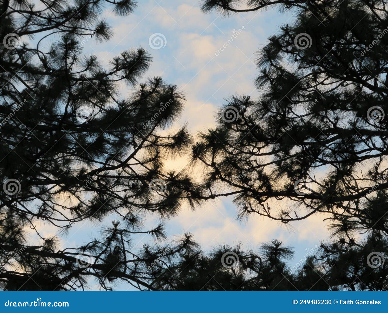 Sky stock photo. Image of clouds, blue, tree, pine - 249482230