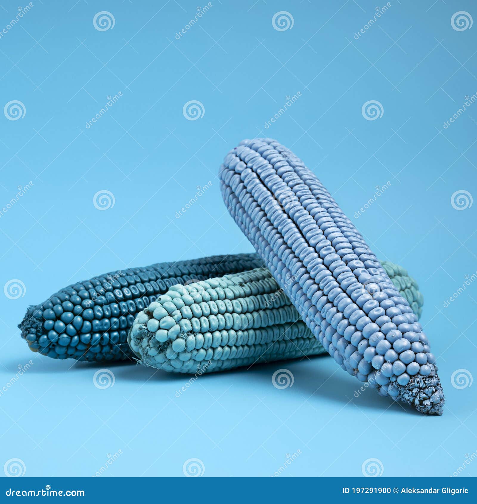 Blue Cobs of Corn with with Shadow on Pastel Background Stock Photo ...