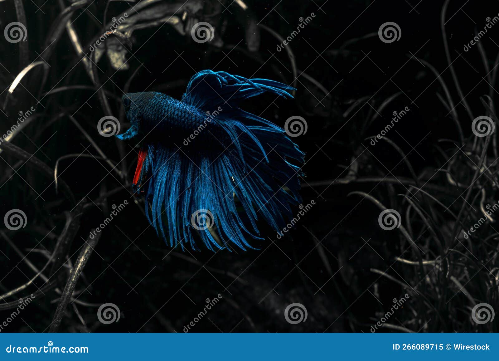 Blue Cockerel Fish Swimming in Water Stock Image - Image of seawater ...