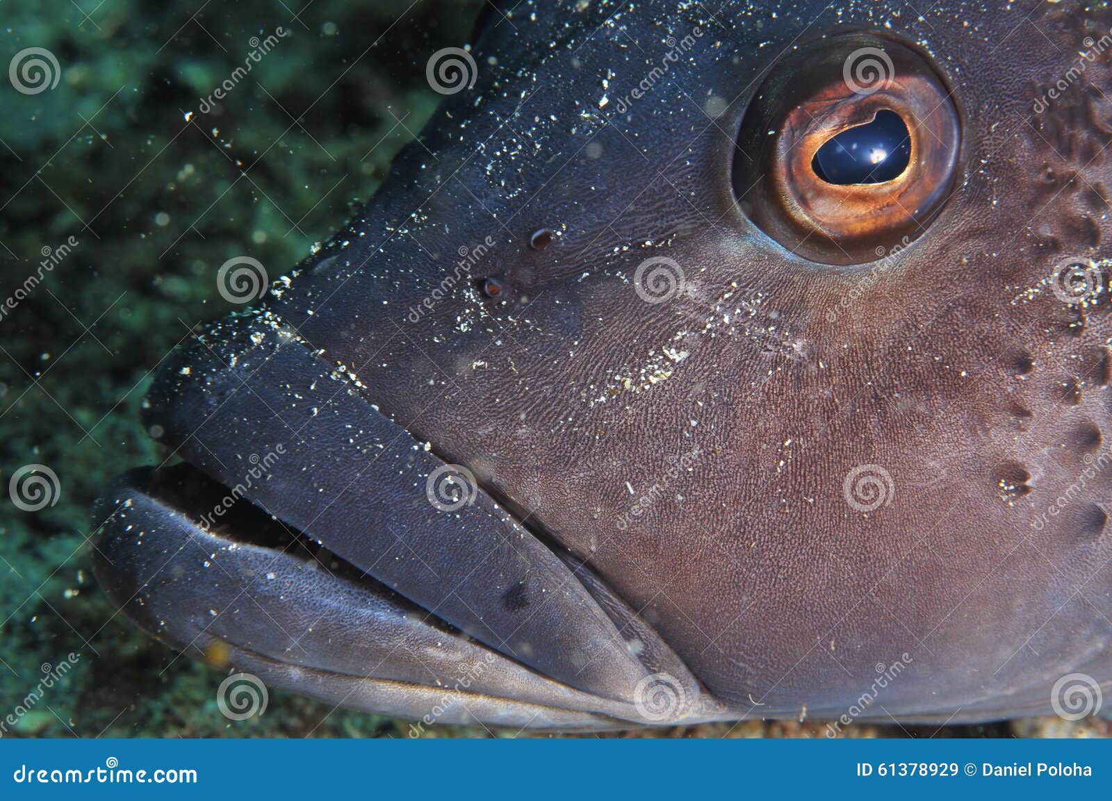 Blue cod head stock image. Image of blue, coast, parapercis - 61378929
