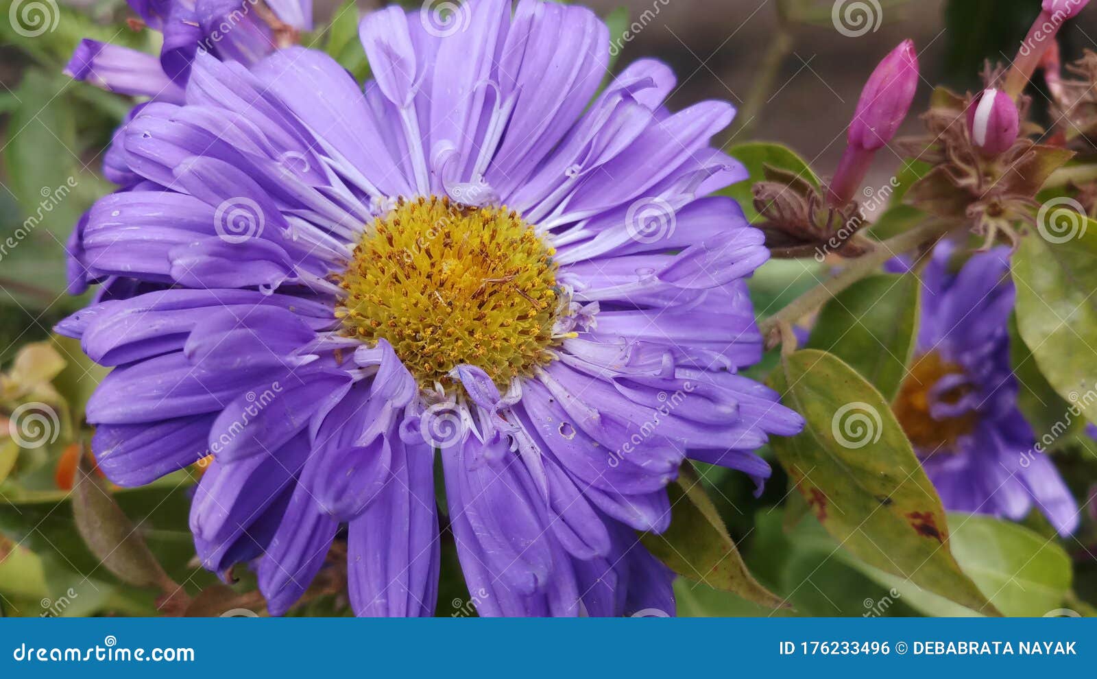Blue color aster flower stock photo. Image of blooming - 176233496