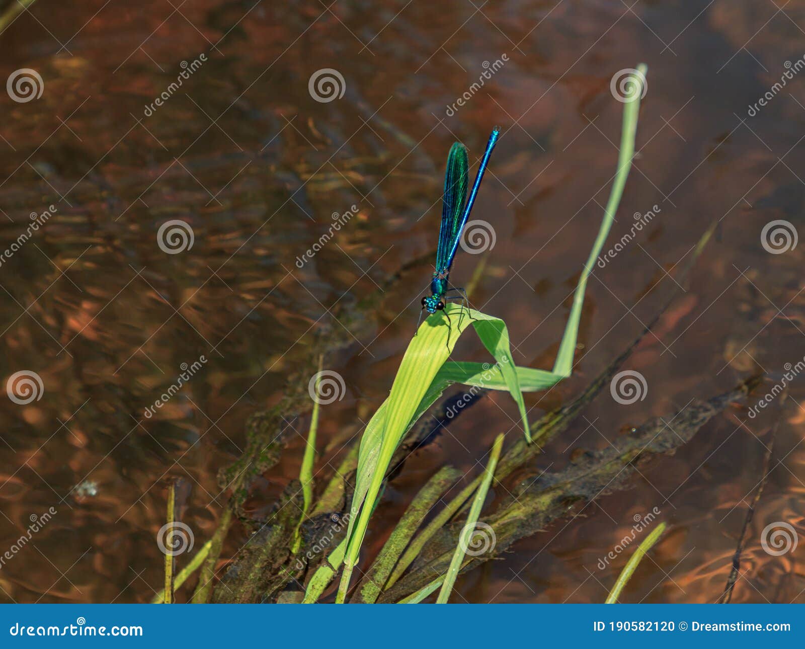 Blue Color Beautiful Insect Dragonfly Stock Photo - Image of water ...
