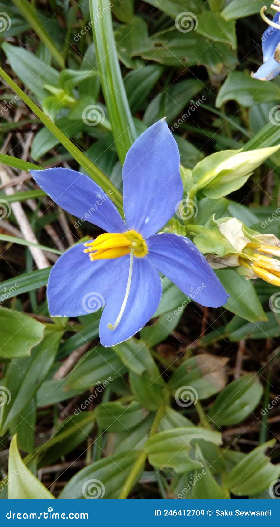 Binara Flower Stock Photos - Free & Royalty-Free Stock Photos from ...