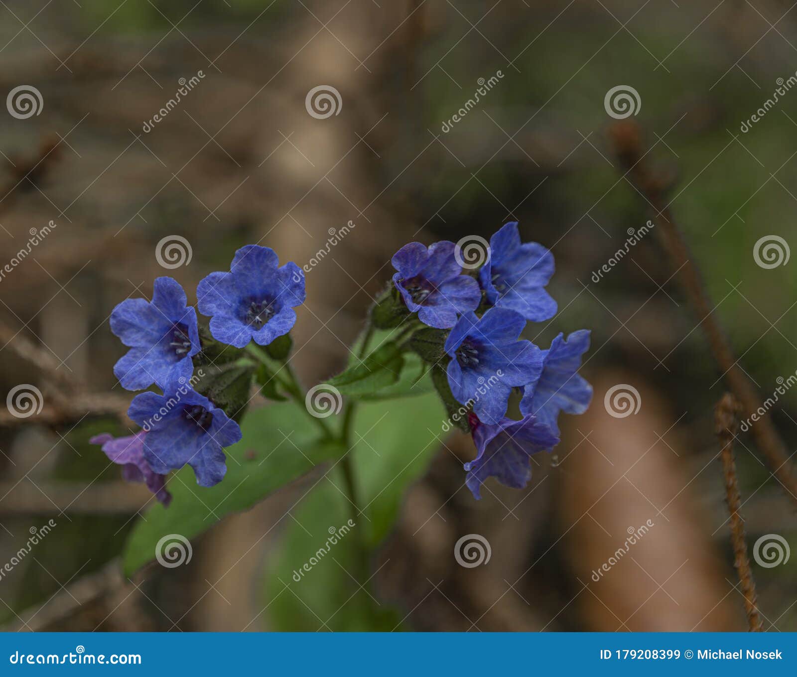 Blue Color Cowslip with Green Leaf in Spring Sunny Day Stock Image ...
