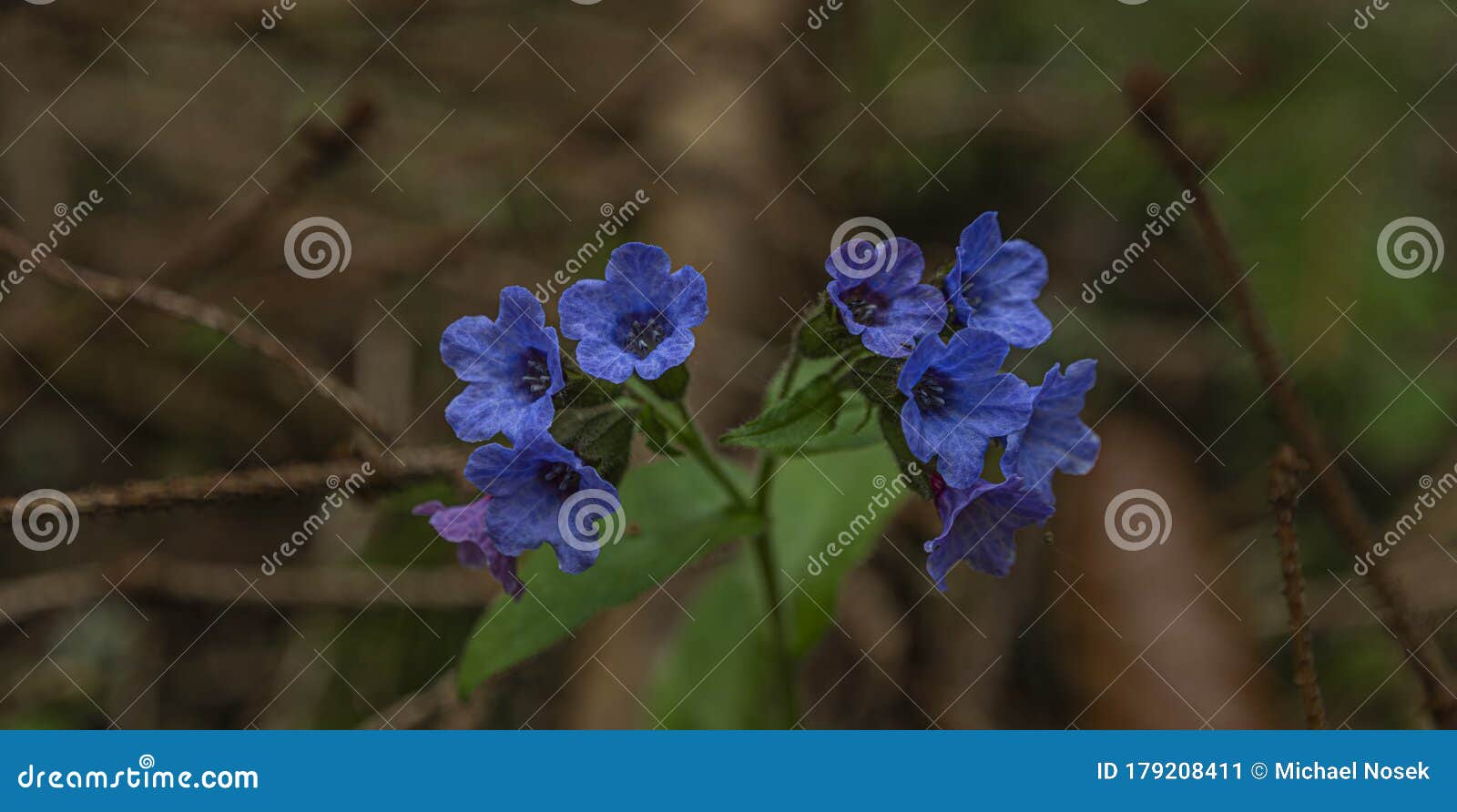 Blue Color Cowslip with Green Leaf in Spring Sunny Day Stock Image ...