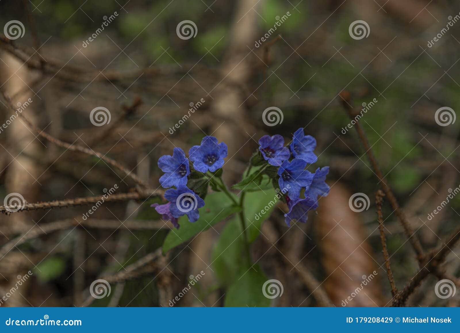 Blue Color Cowslip with Green Leaf in Spring Sunny Day Stock Image ...
