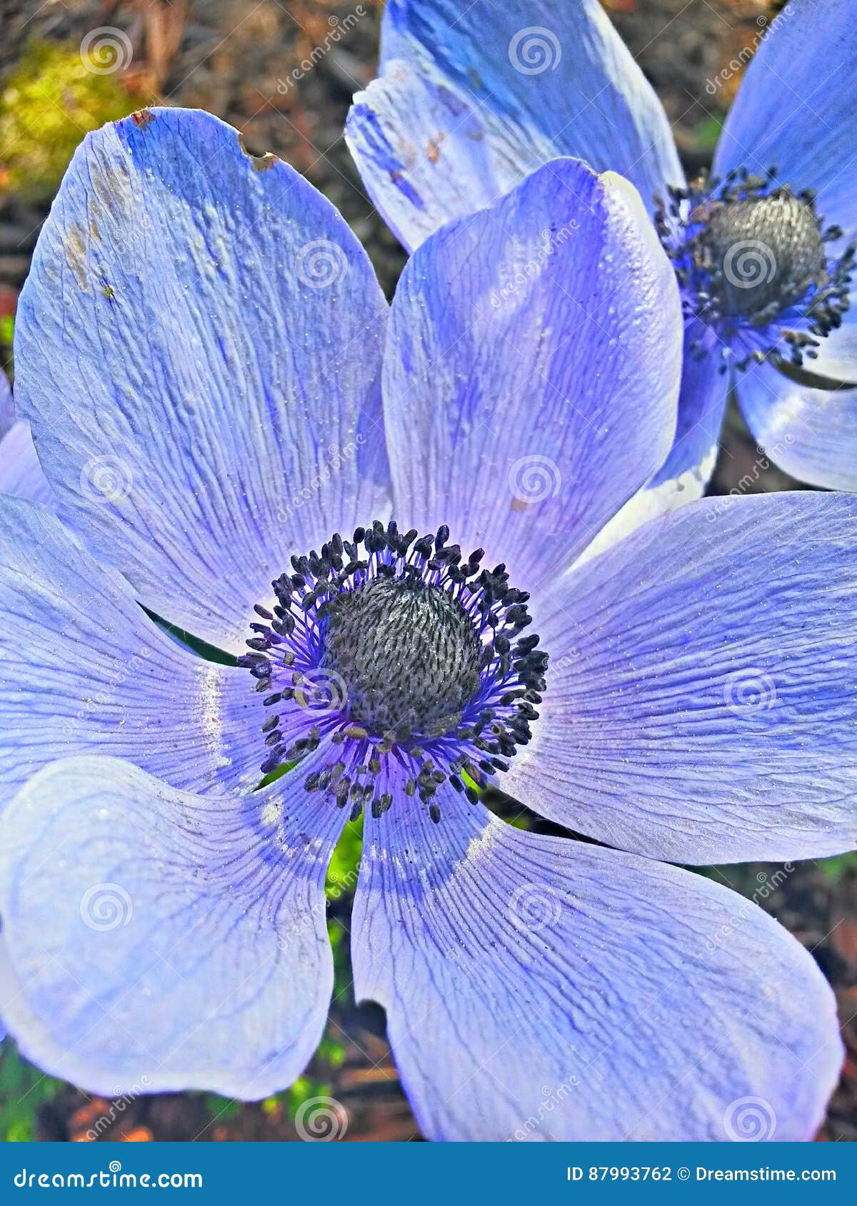 Blue color flower stock photo. Image of flower, macro - 87993762