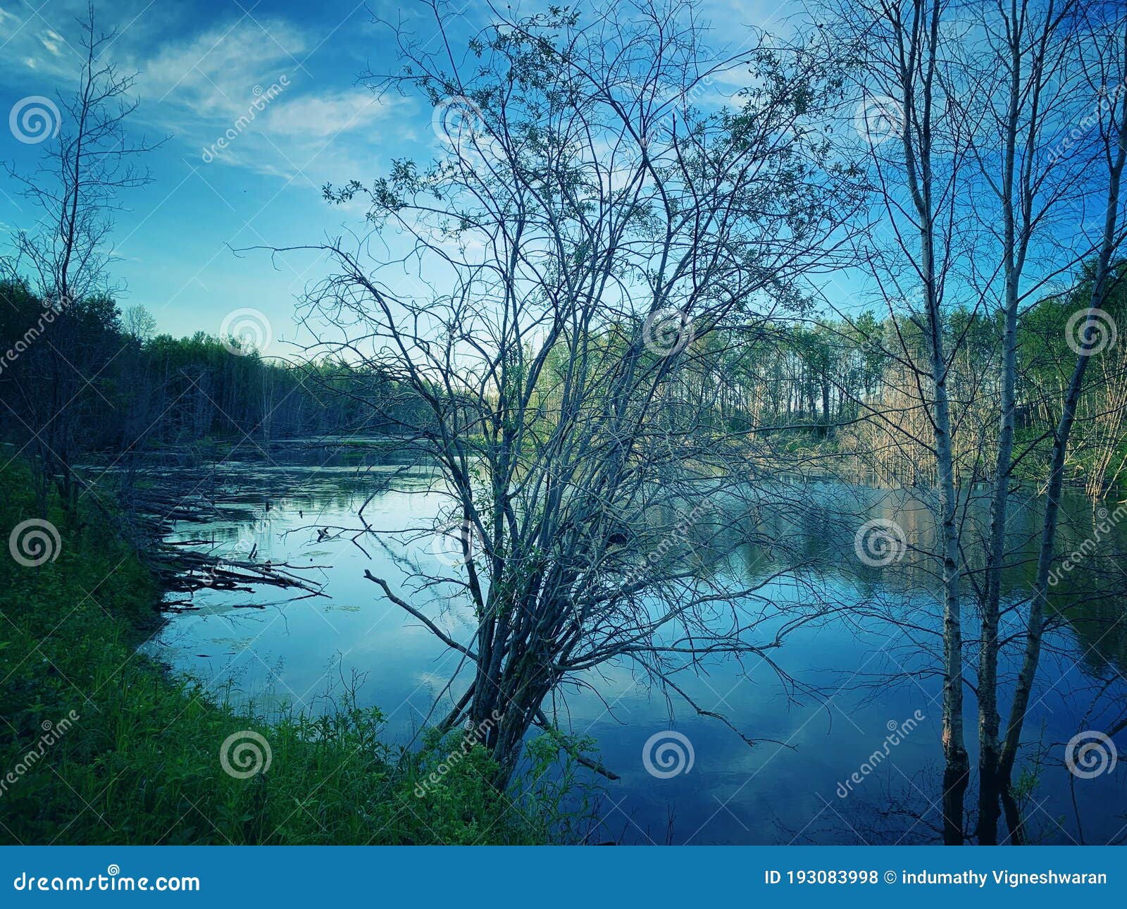 Blue color lake edition stock photo. Image of branch - 193083998