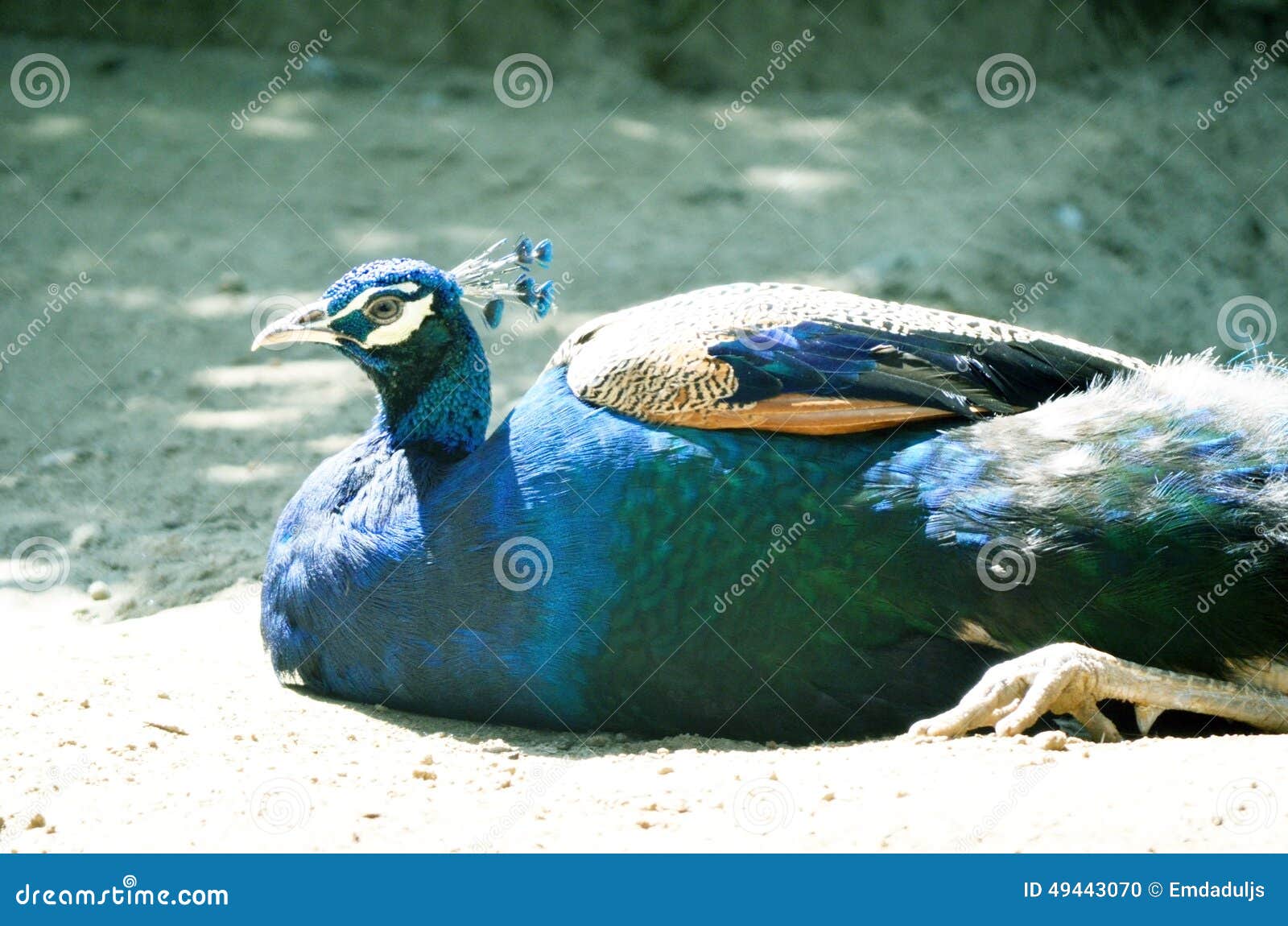 Blue color picock stock photo. Image of feathers, isolate - 49443070