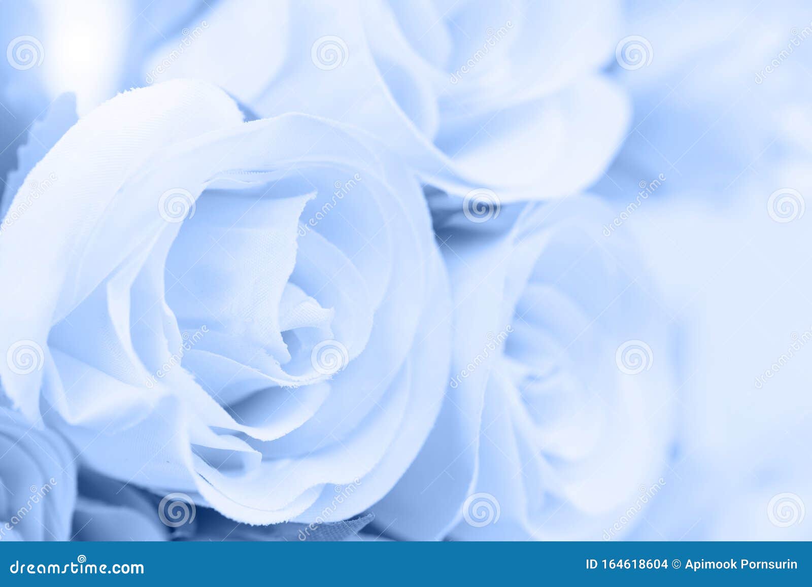 Blue Color Roses in Soft and Blur Style for Background Stock Photo ...