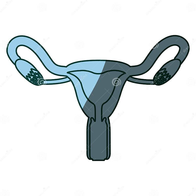 Blue Color Shading Silhouette Female Reproductive System Human Body