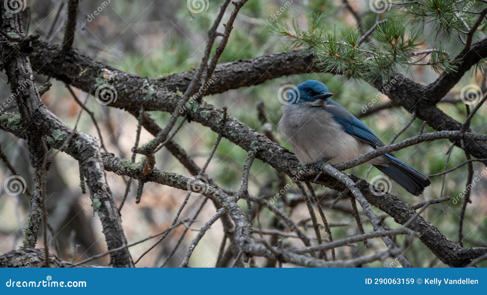 Blue Colored Colima Jay Sits in Pinon Tree Stock Image - Image of ...