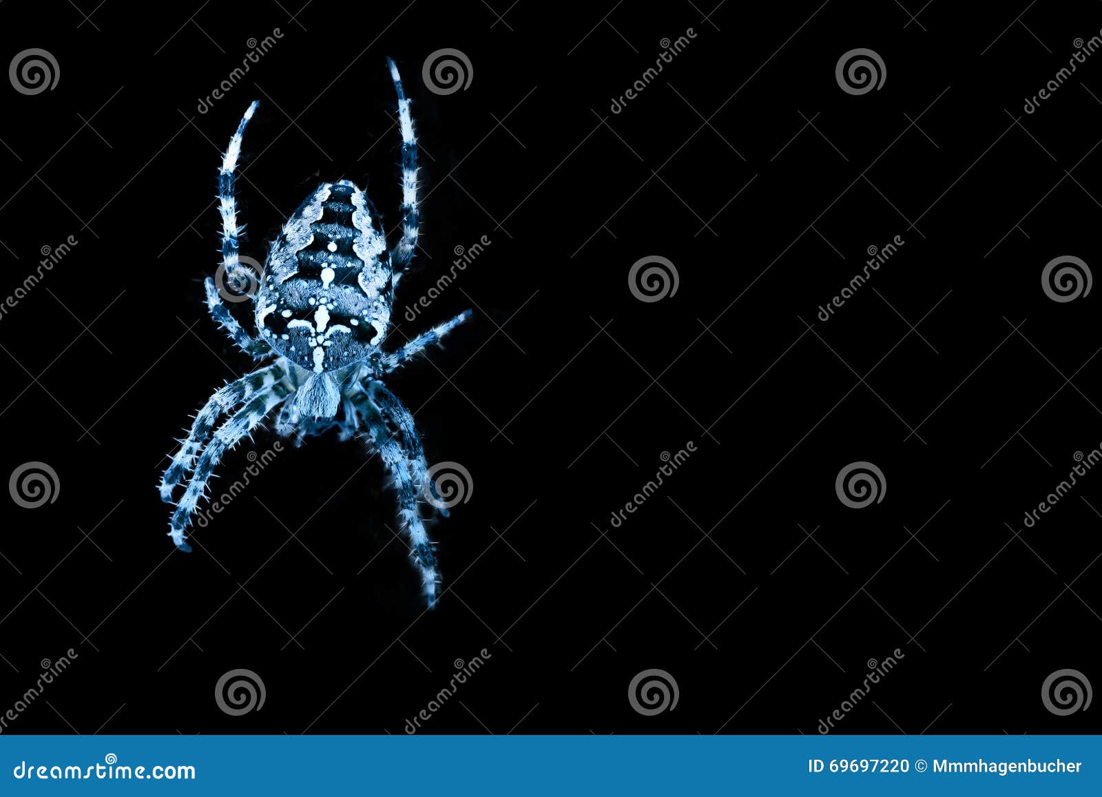Blue Colored Spider in Spiders Stock Photo - Image of optional, weaver ...