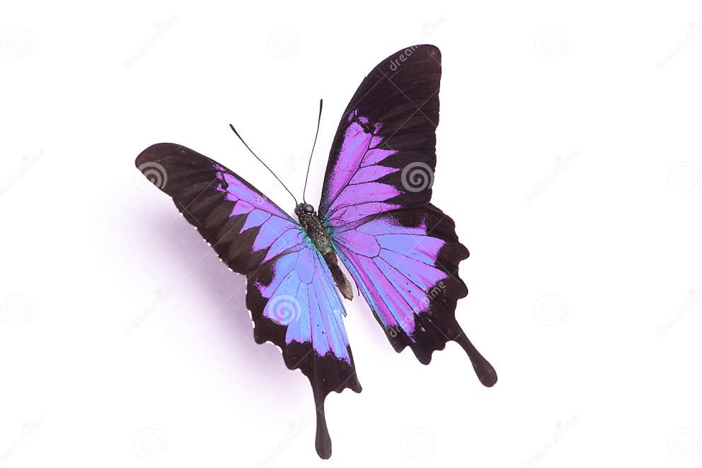 Blue and Colorful Butterfly on White Background Stock Image - Image of ...