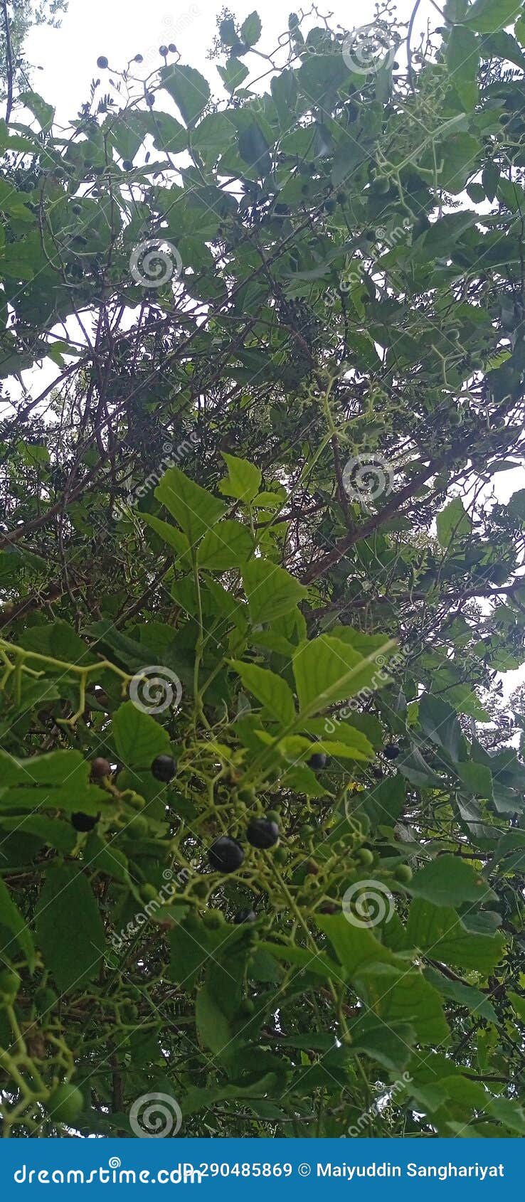 Blue colour ink plant stock image. Image of plant, tree - 290485869
