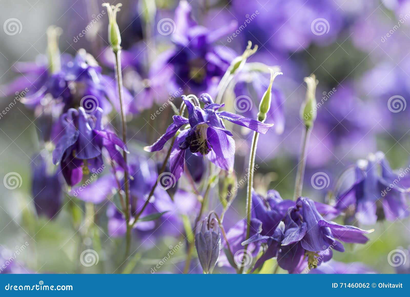 Blue Columbine Flower Colorful Spring Background Stock Photo - Image of ...