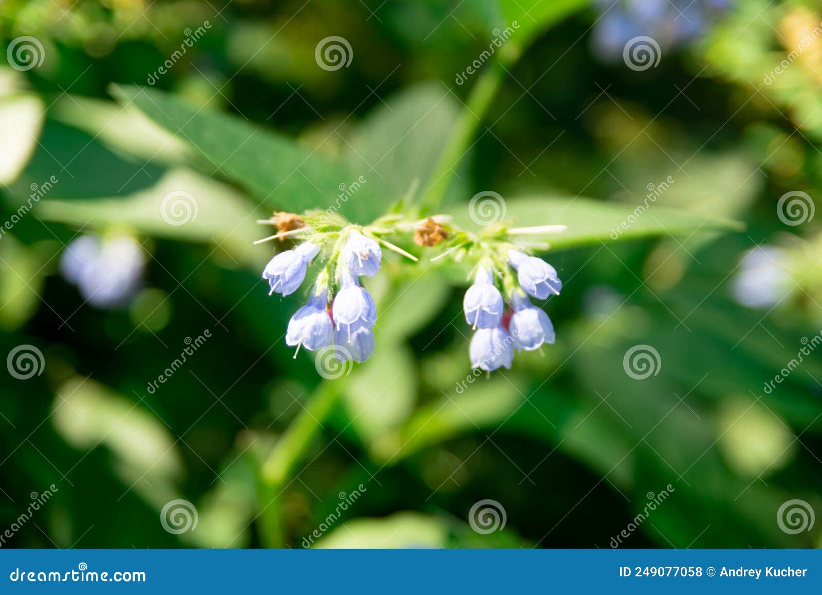 Blue Comfrey Flowers - Quaker Comfrey, Boneset, Knitbone, Slippery-root ...