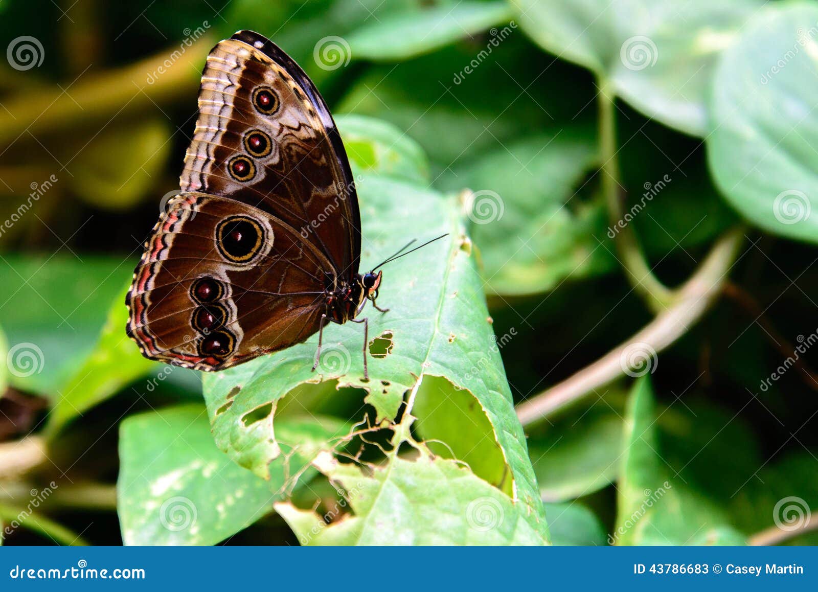Blue Common Morpho Butterfly Stock Image - Image of morphidae, nature ...