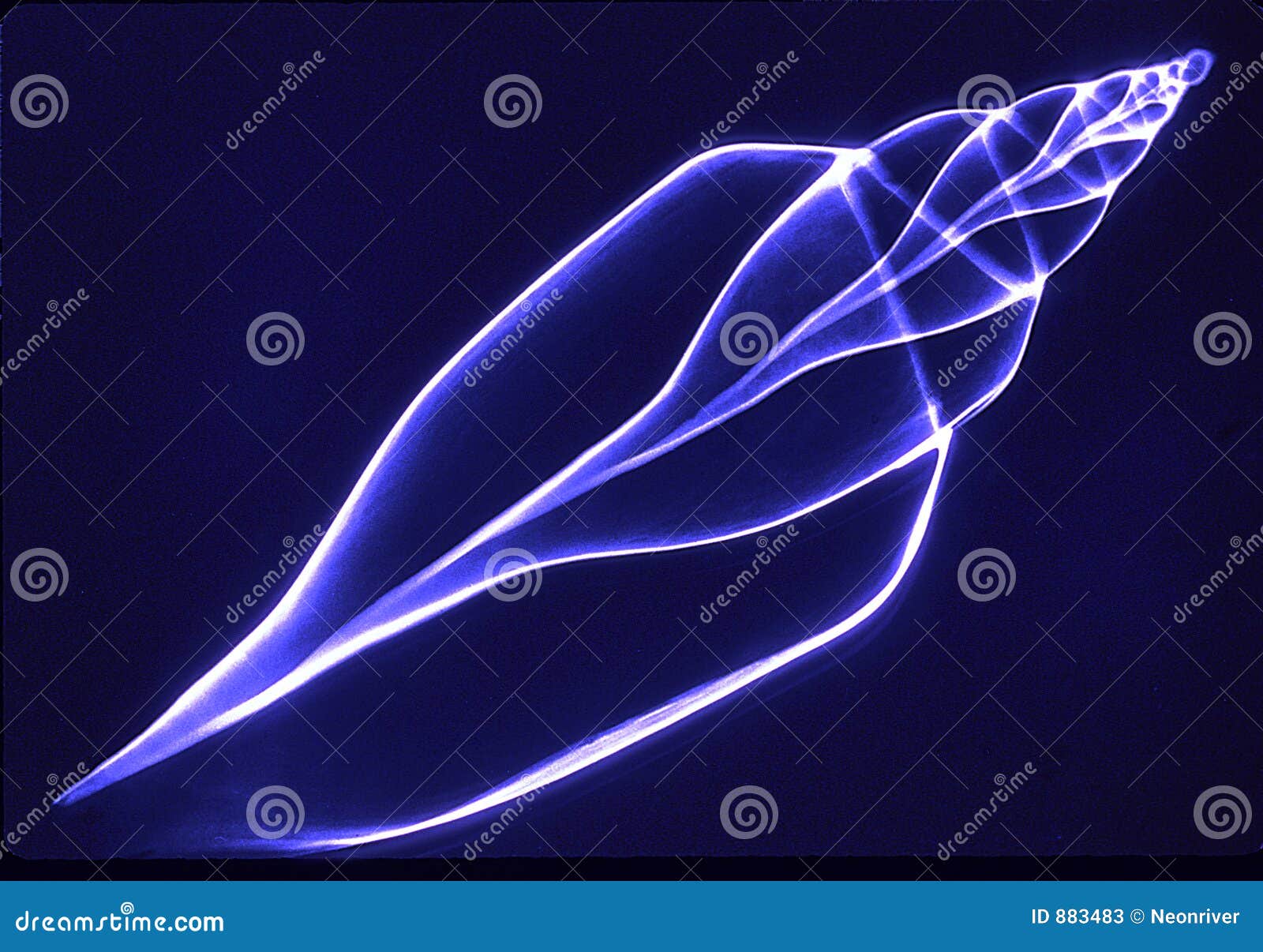Blue Conch stock image. Image of beach, abstract, life - 883483