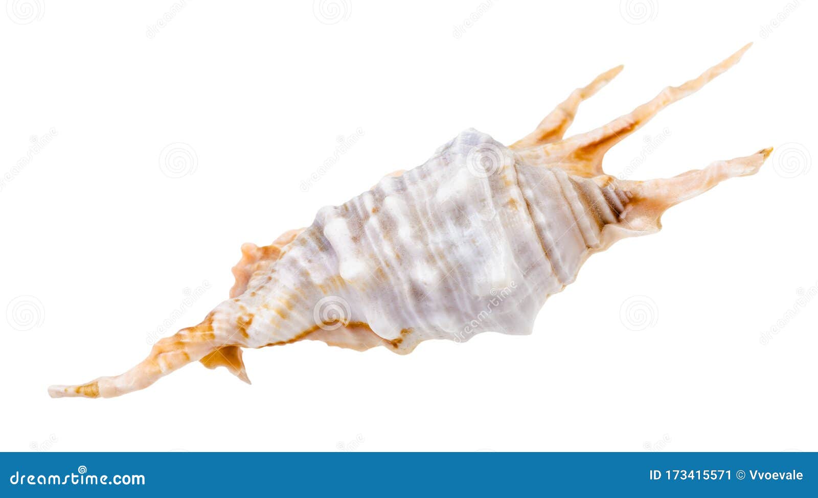 Blue Conch of Murex Snail Isolated on White Stock Image - Image of ...
