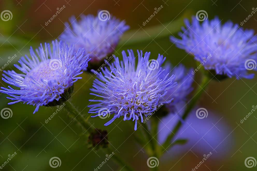 Blue coneflower stock image. Image of graceful, growth - 252231