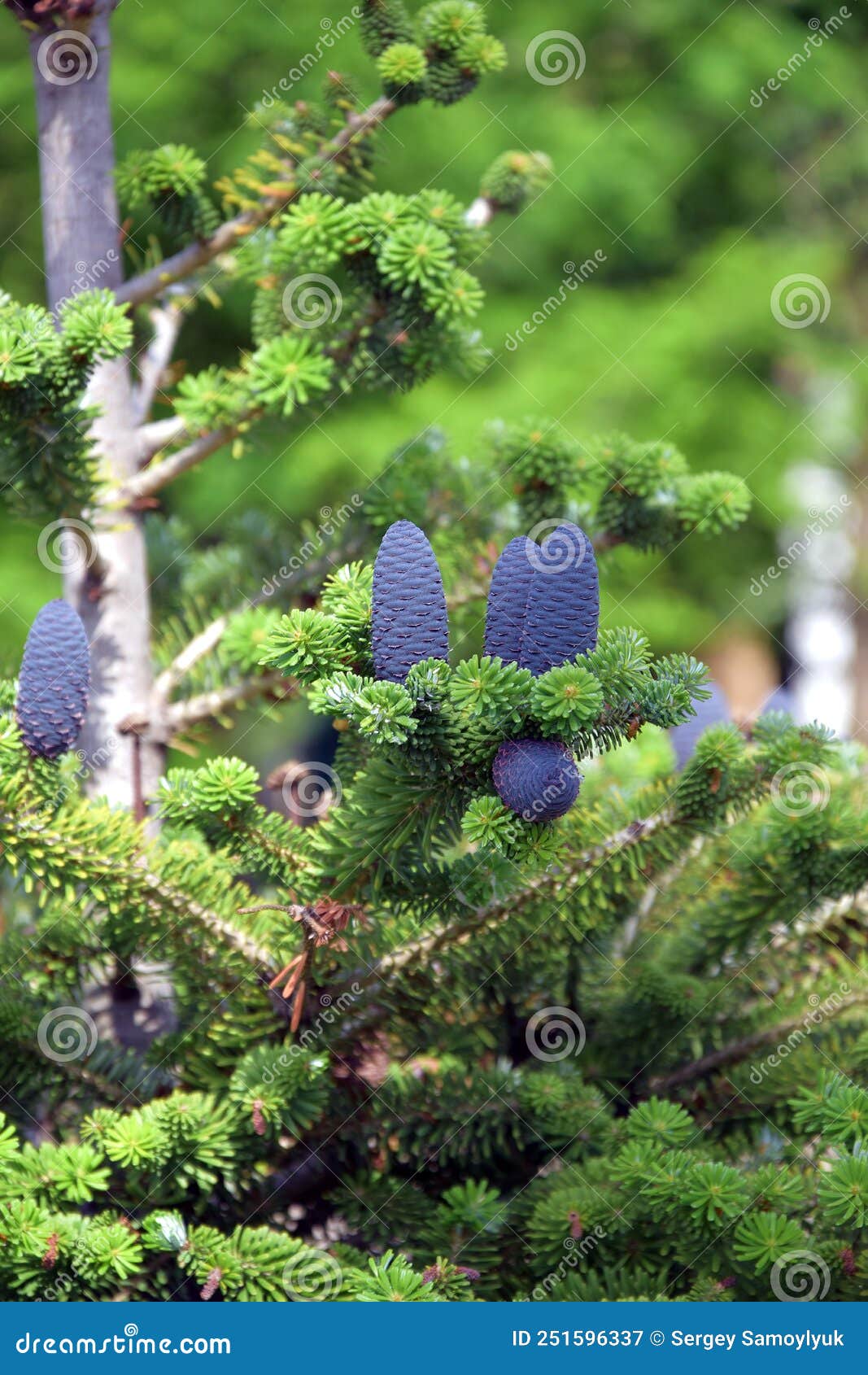 Blue Cones on a Decorative Coniferous Tree Stock Image - Image of ...