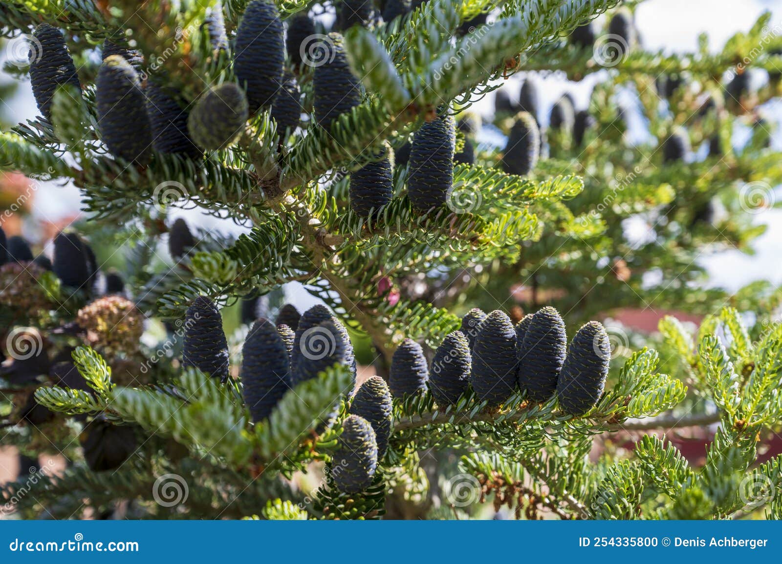 Blue conifer cones stock photo. Image of tree, blue - 254335800