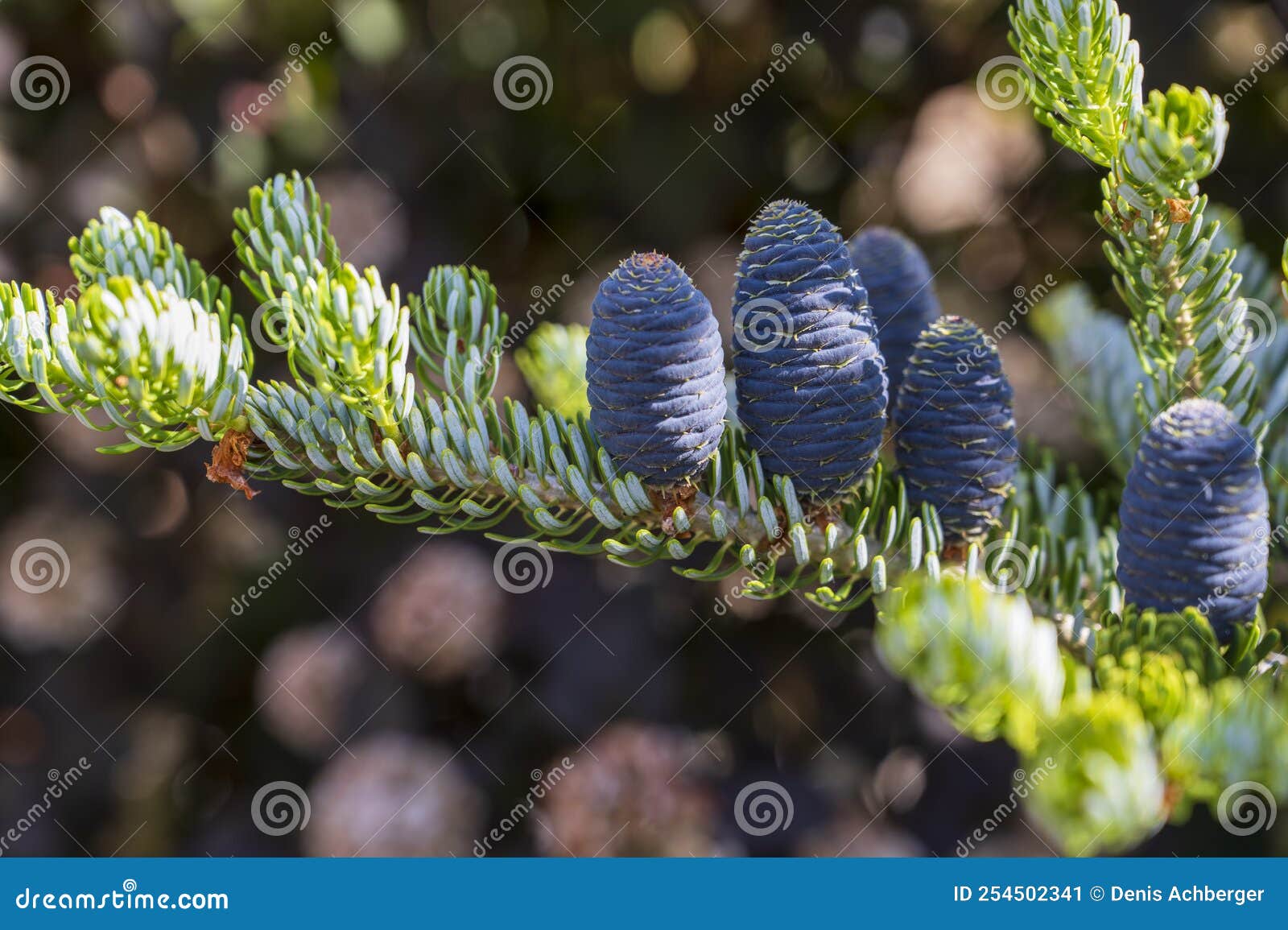 Blue conifer cones stock image. Image of cones, wild - 254502341