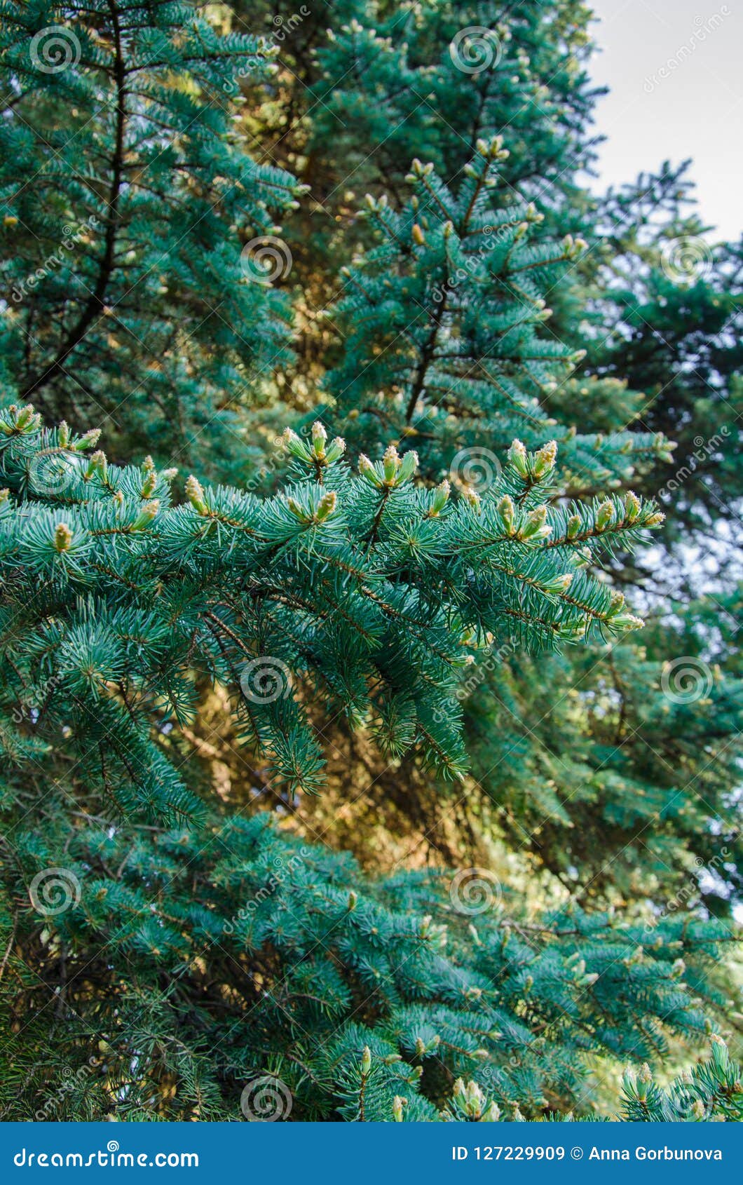 Blue Coniferous Trees Close-up Background Stock Image - Image of fresh ...