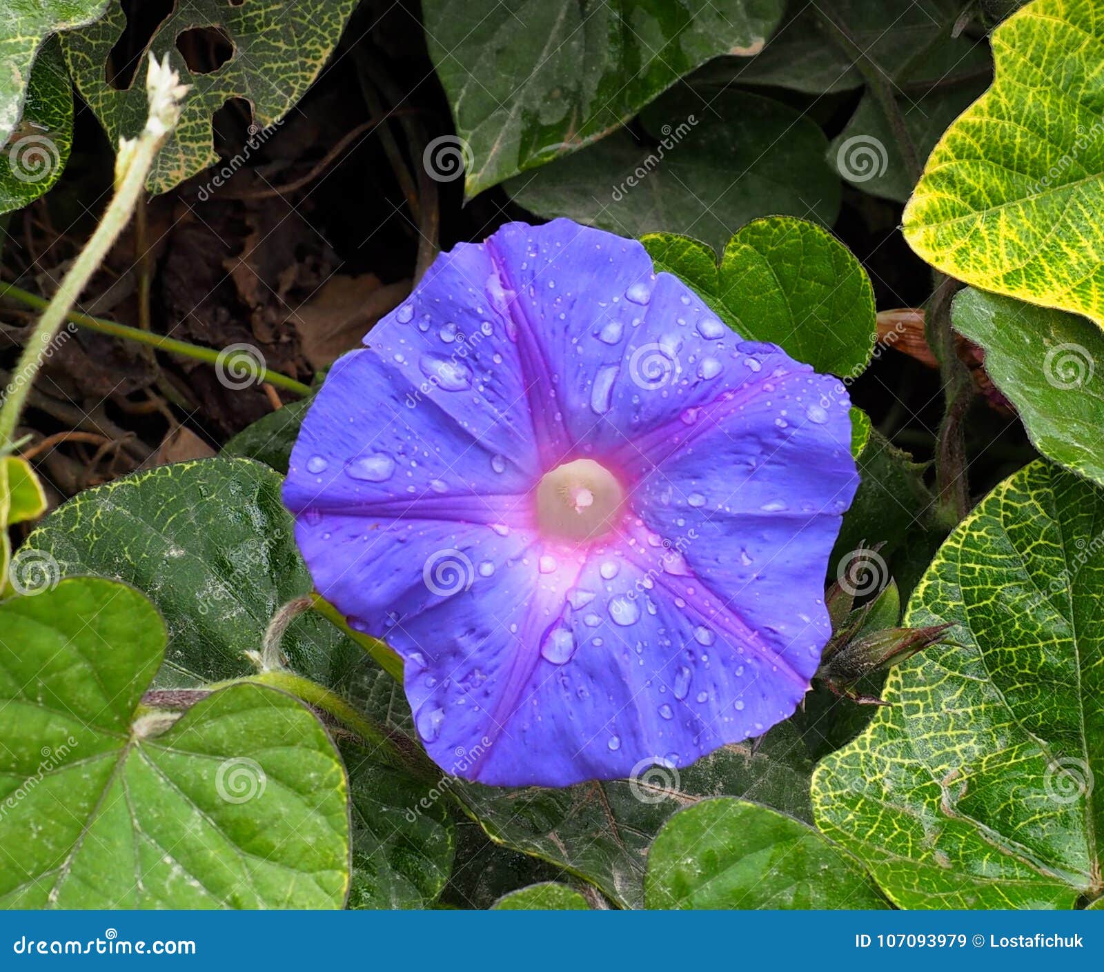 Blue Convolvulus or Morning Glory in Crete Greece Stock Image - Image ...
