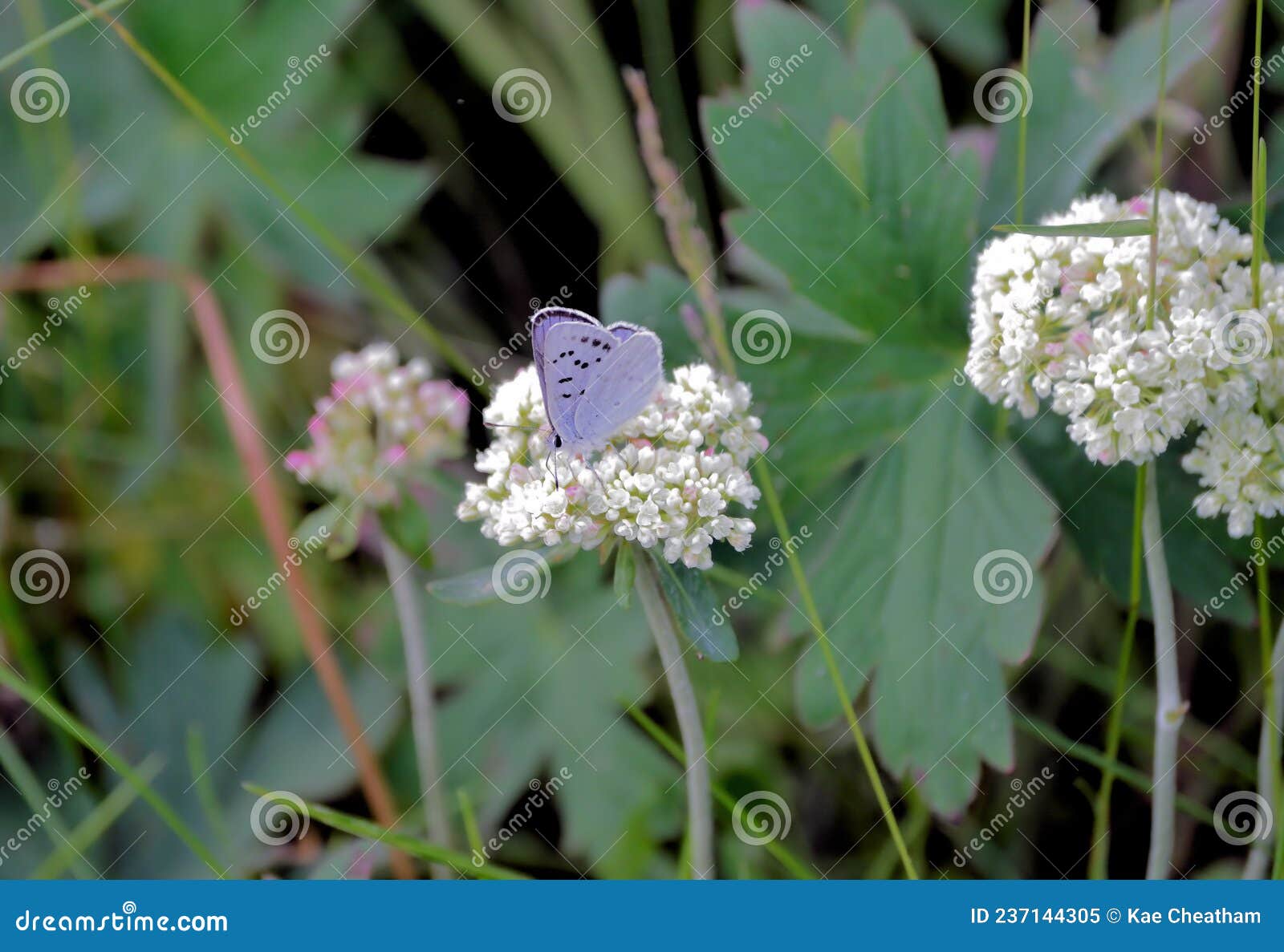 Blue Copper Butterfly on Wild Flower Stock Image - Image of blue ...