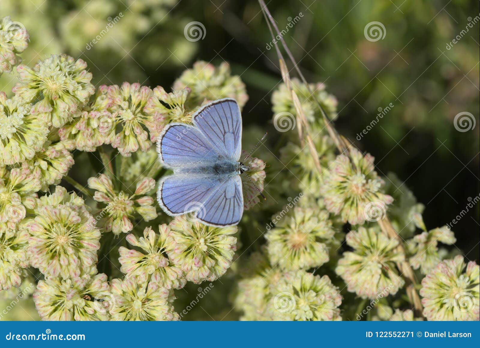Blue Copper stock image. Image of copper, wild, flower - 122552271