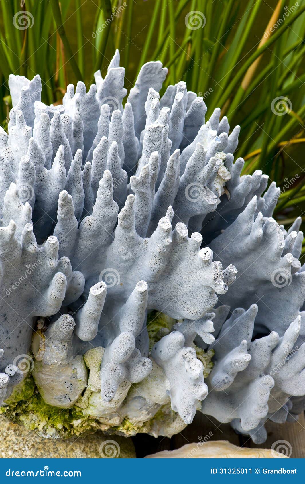 Blue coral stock image. Image of background, unmanned - 31325011