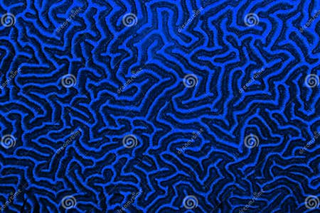 Blue Coral pattern stock illustration. Illustration of black - 67396402