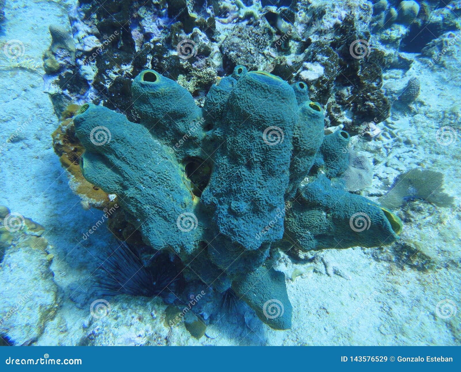 Blue coral on the seabed stock image. Image of marine - 143576529