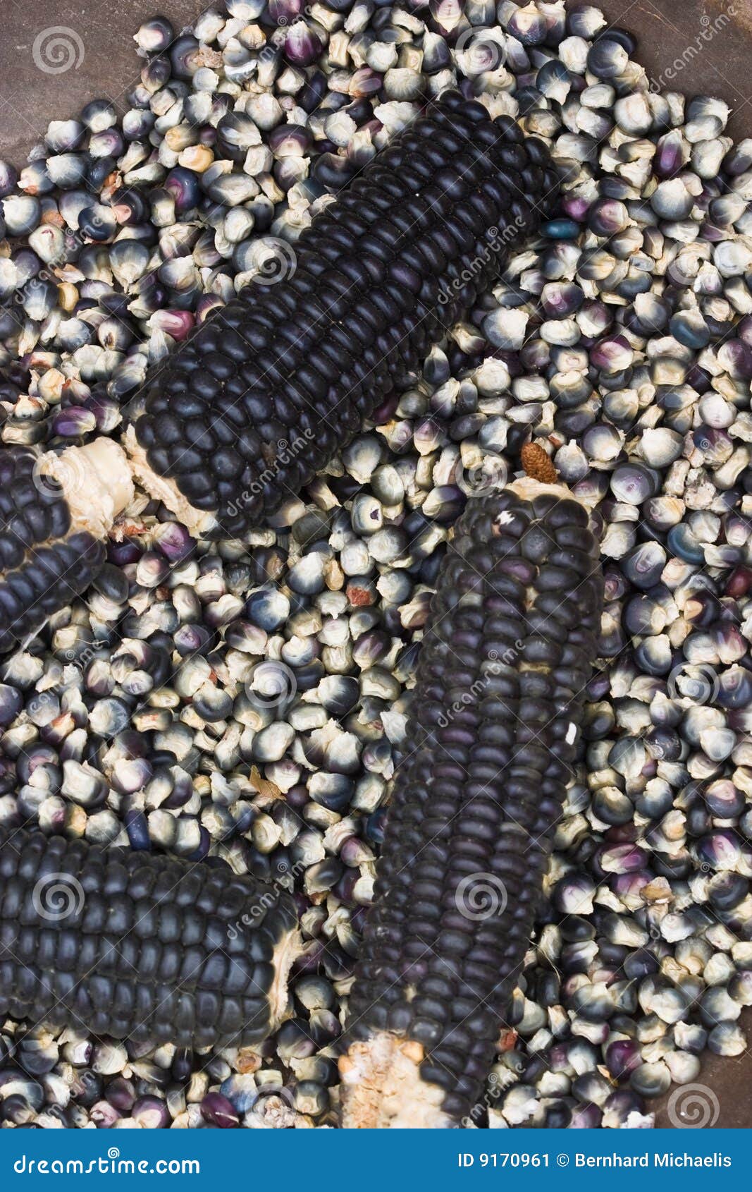 Blue Corn stock image. Image of treat, pueblo, vegetable - 9170961