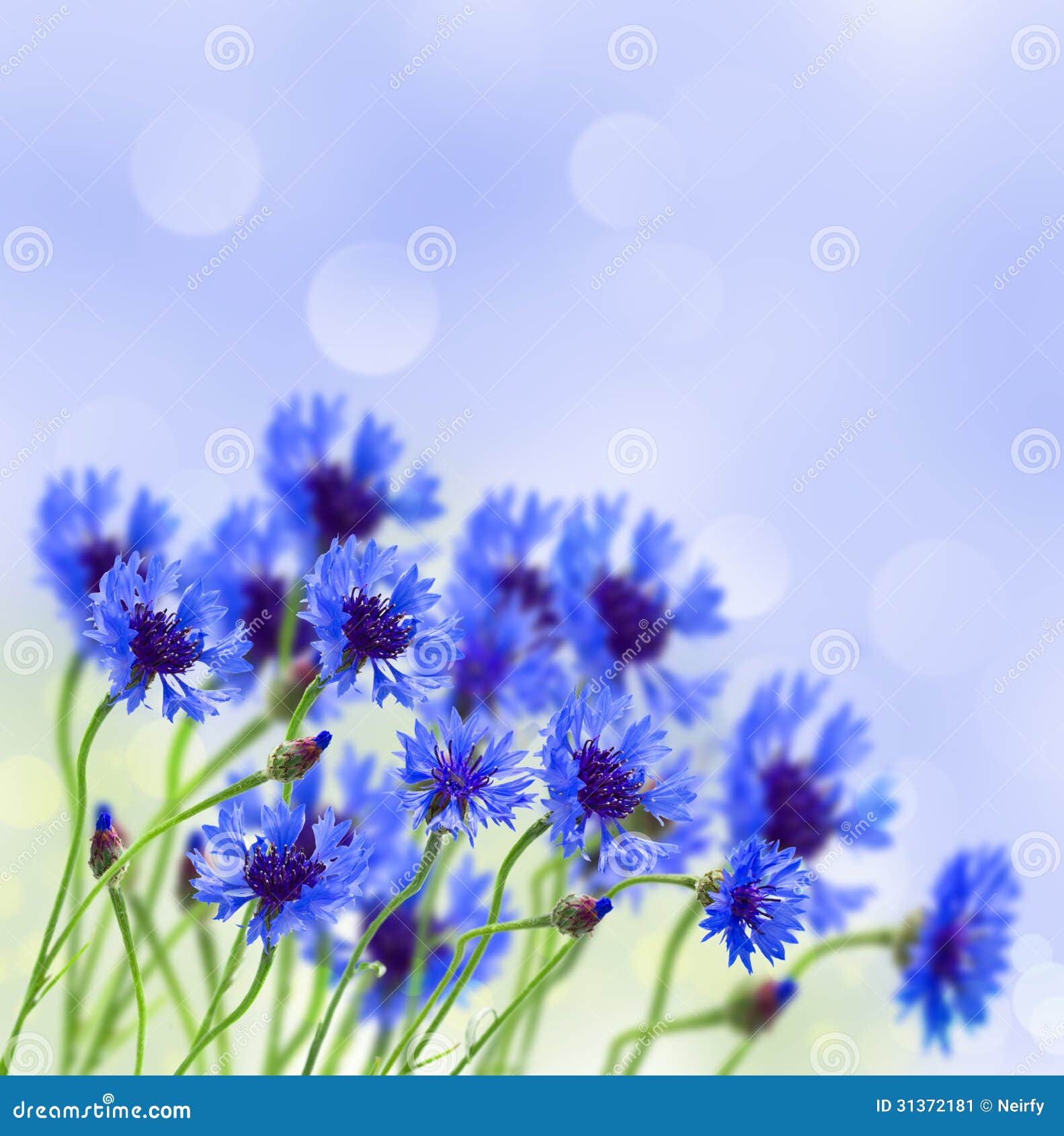 Corn Flower In Indonesian Rice Field Background Royalty-Free Stock ...