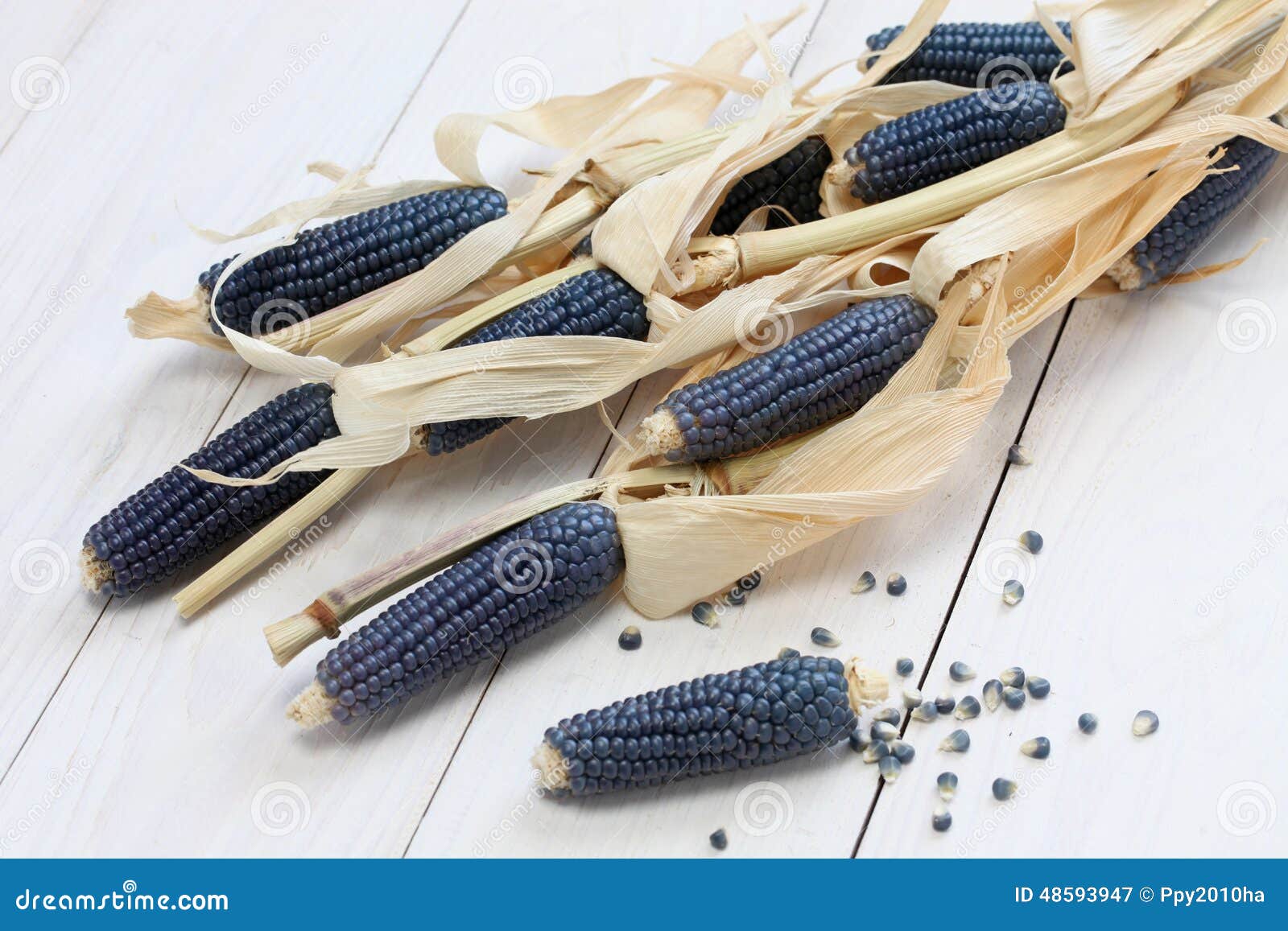 Blue corn stock image. Image of maize, tortilla, harvest - 48593947