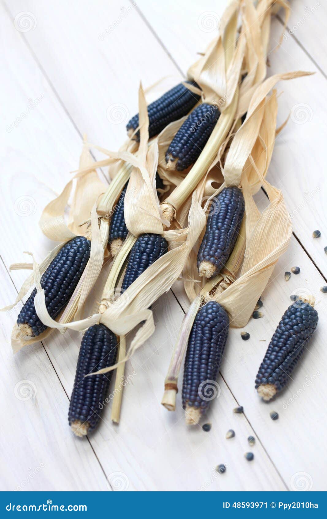 Blue corn stock image. Image of mexico, background, mexican - 48593971