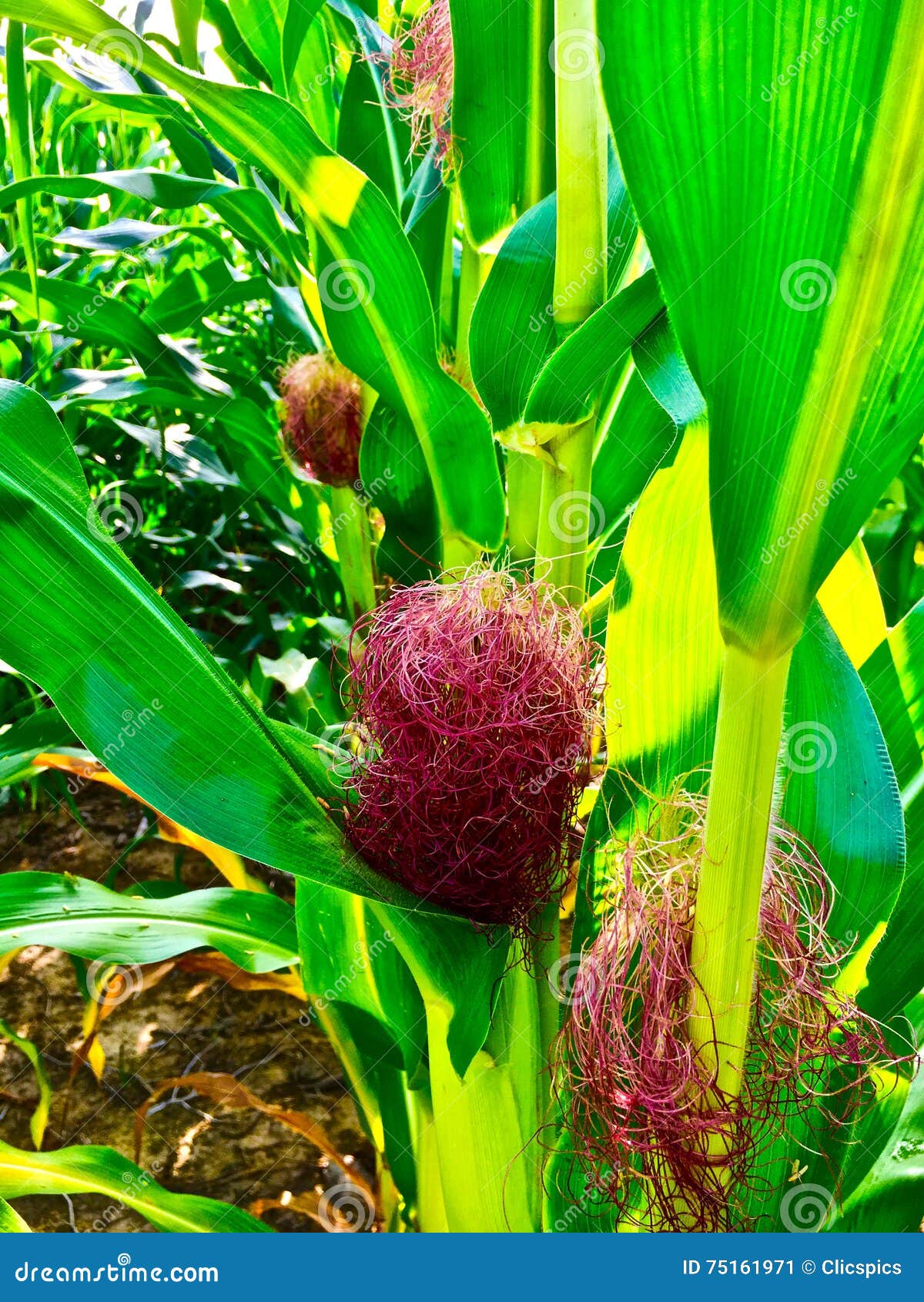 Blue Corn stock image. Image of dense, field, corn, ready - 75161971