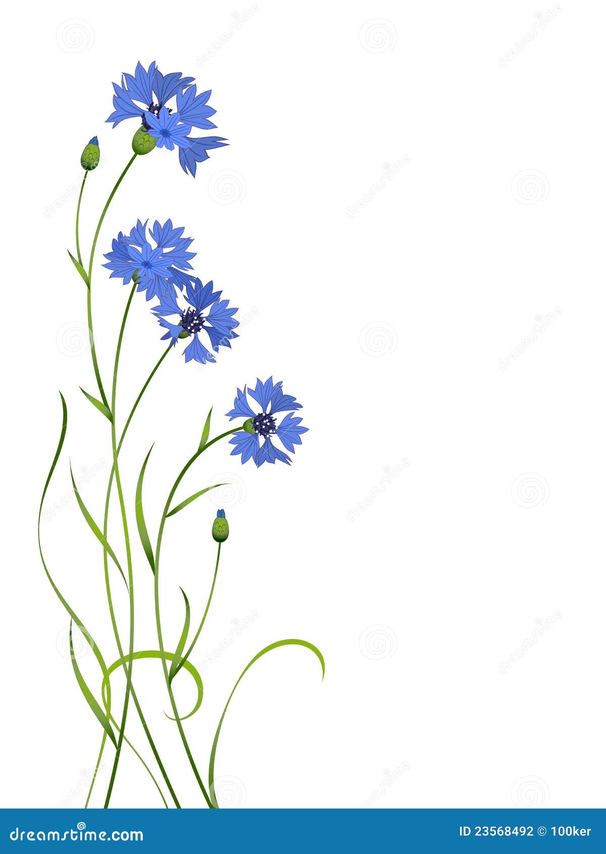 Blue Cornflower Bouquet Pattern Isolated Stock Vector - Illustration of ...