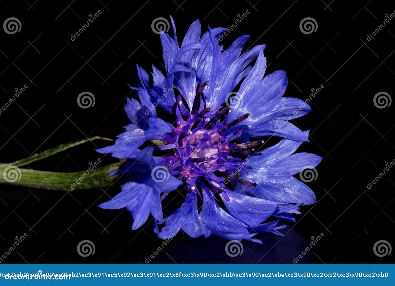 Blue Cornflower Centaurea Cyanus on a Black Background. Poster Stock ...