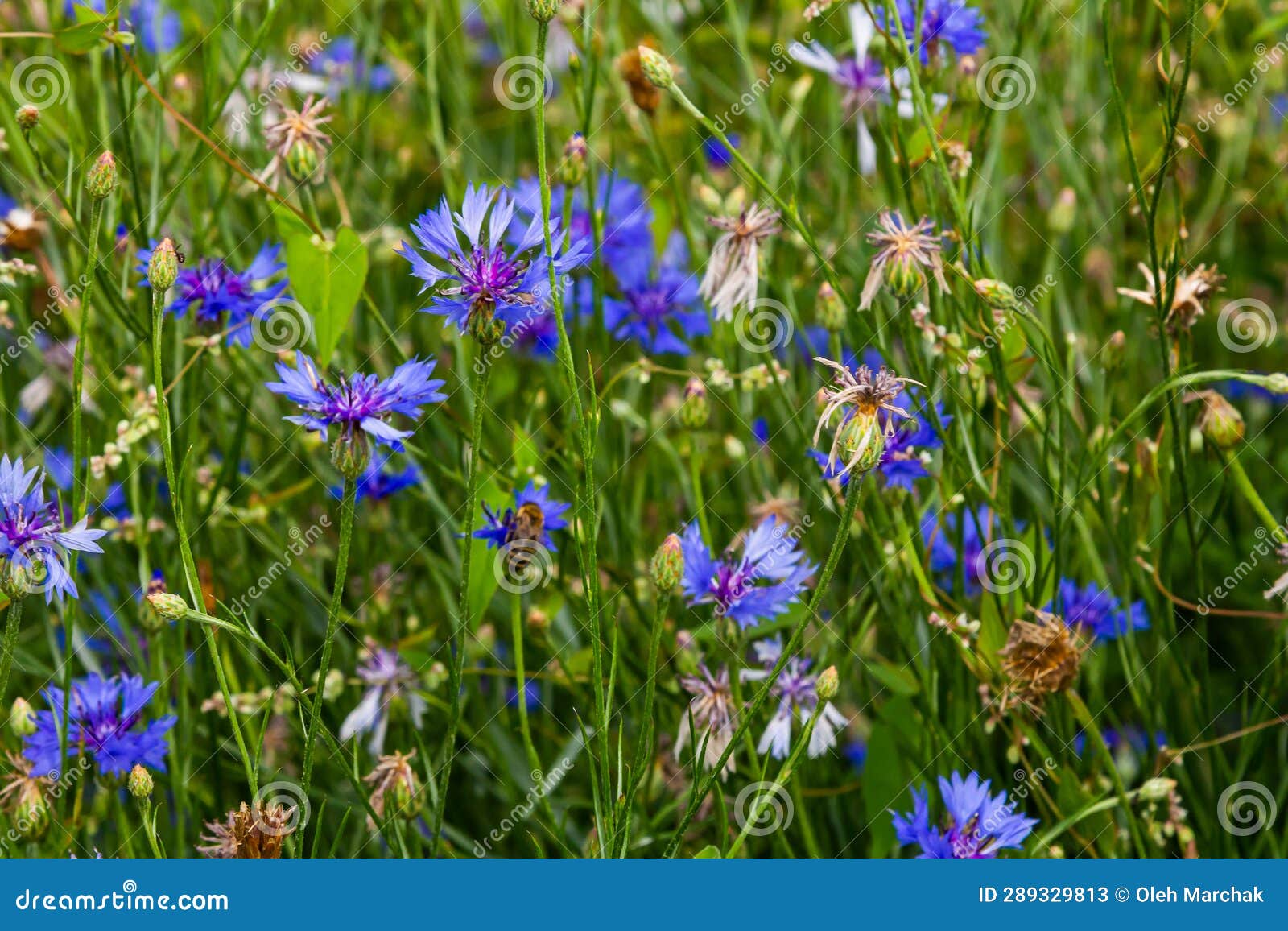 The Blue Cornflower Centaurea Cyanus is an Edible Plant Stock Image ...