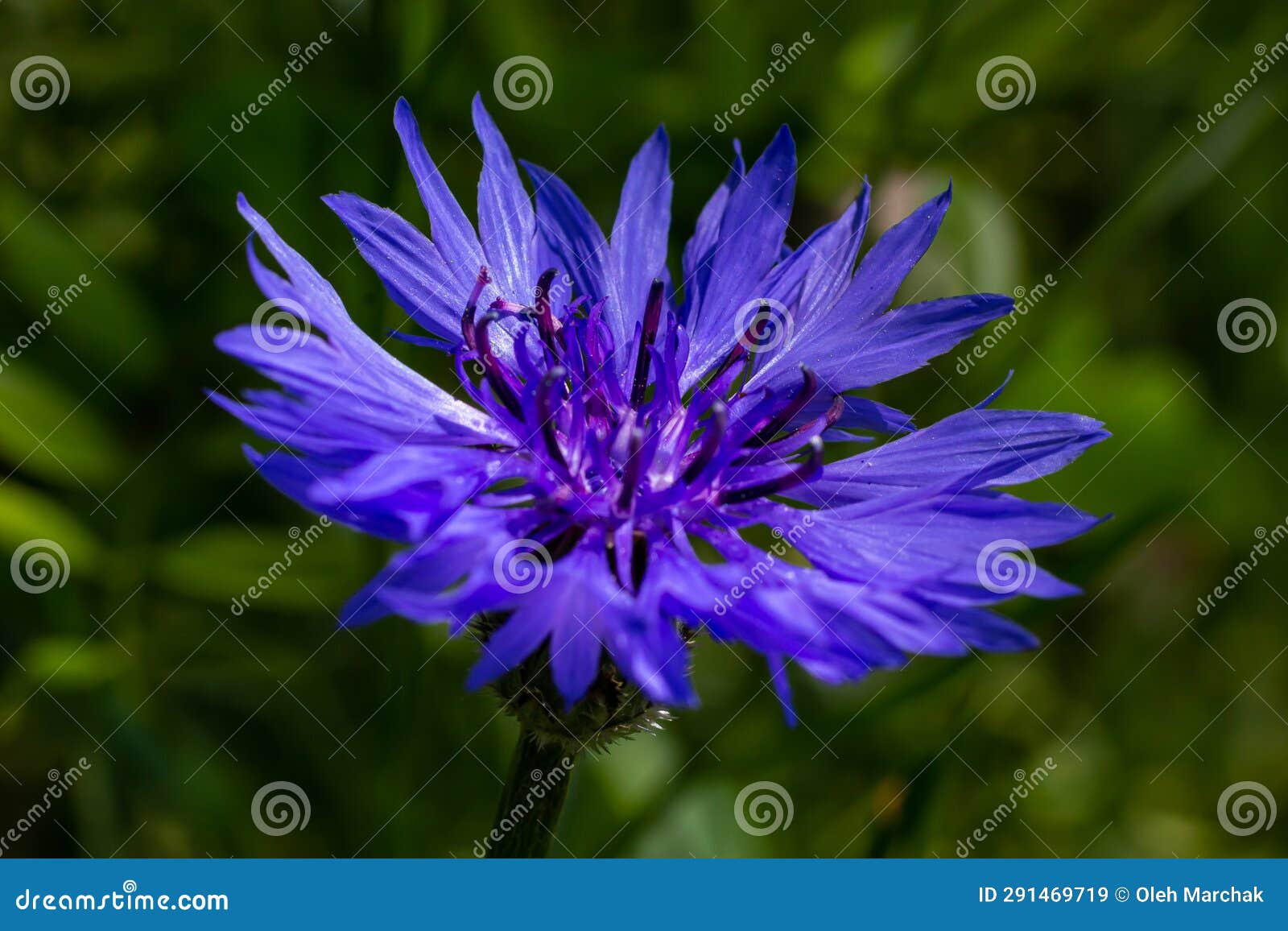 The Blue Cornflower Centaurea Cyanus is an Edible Plant Stock Image ...