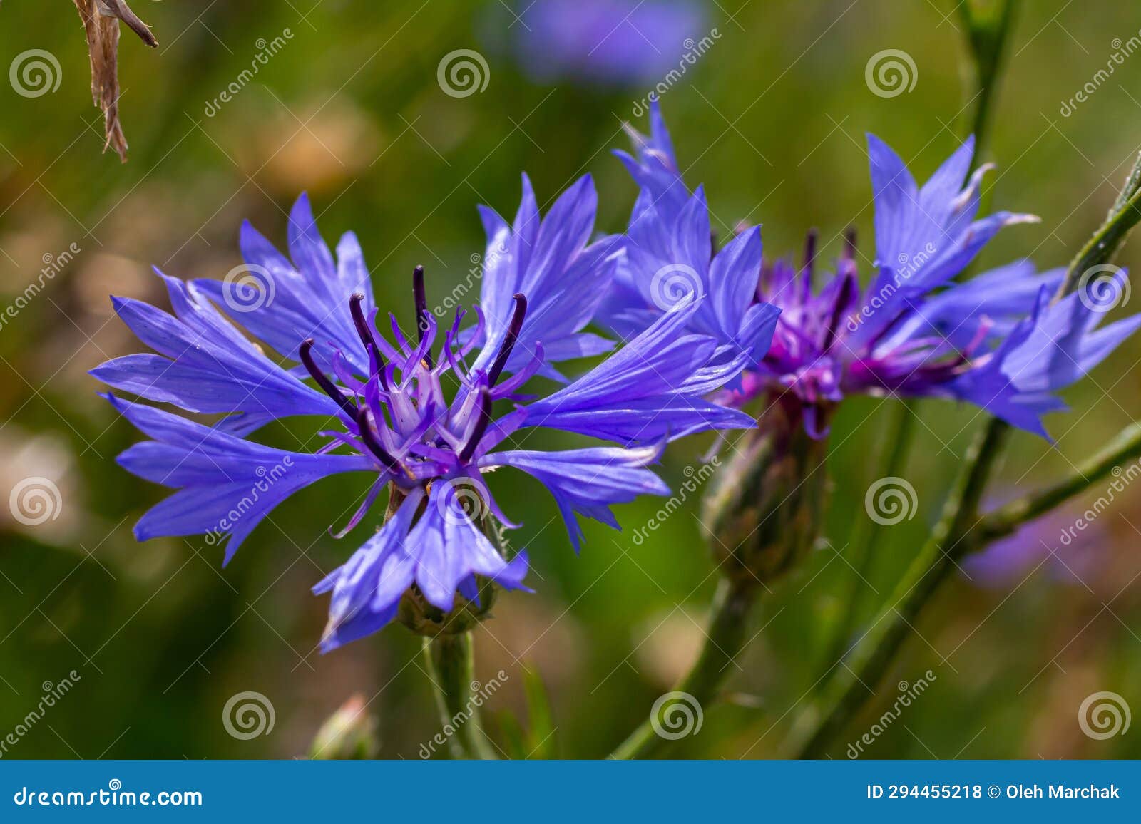 The Blue Cornflower Centaurea Cyanus is an Edible Plant Stock Photo ...