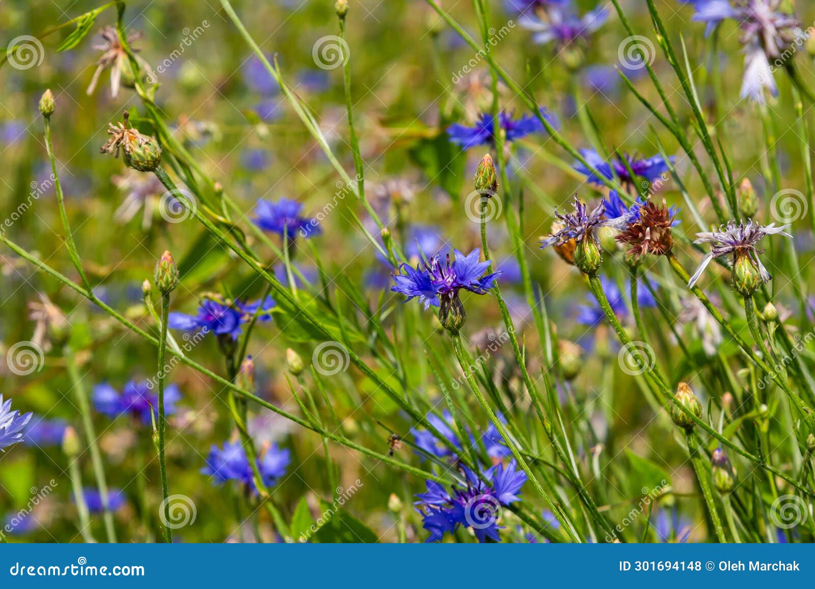 The Blue Cornflower Centaurea Cyanus is an Edible Plant Stock Photo ...