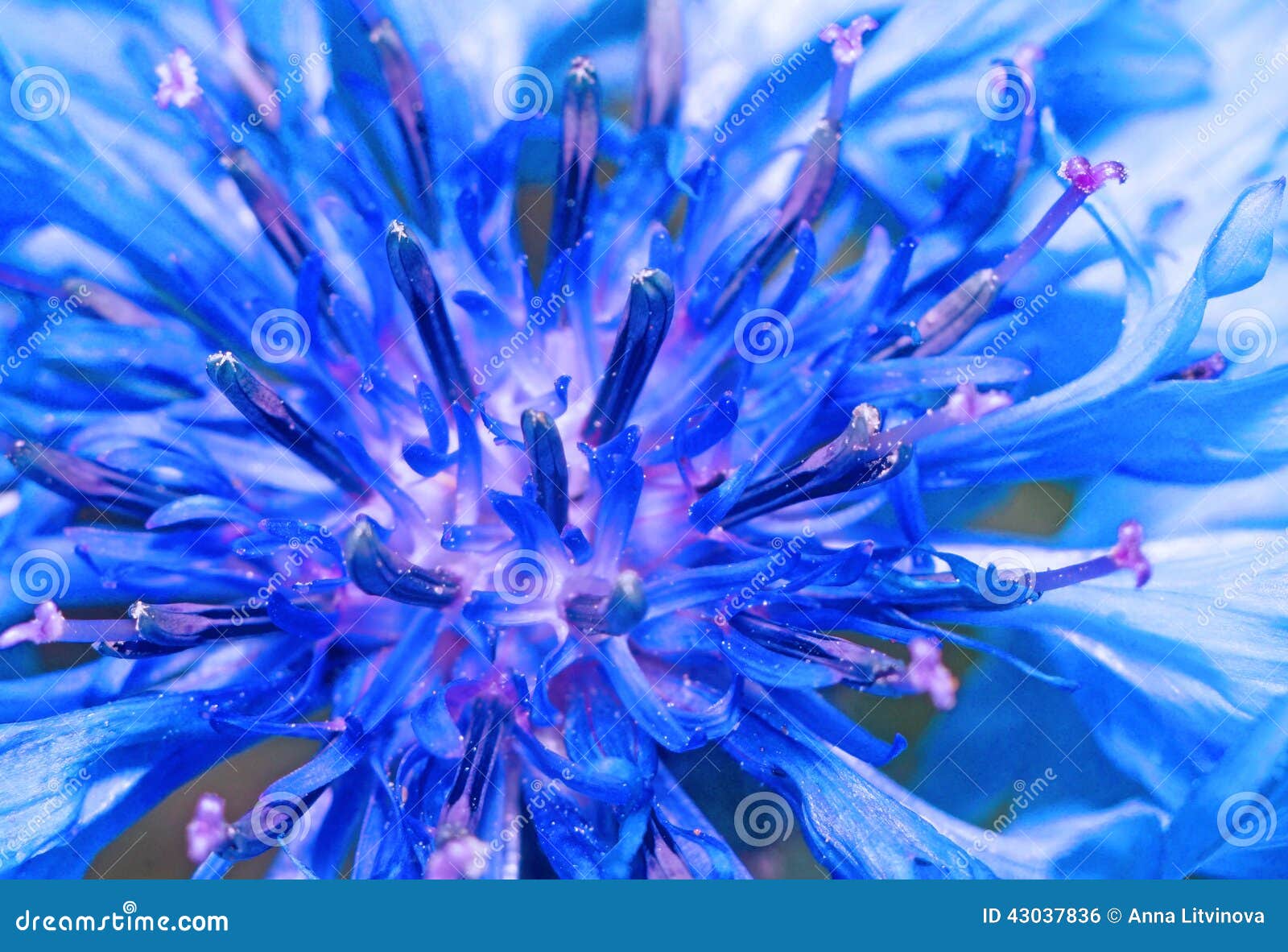 Blue Cornflower Close Up As Abstract Background Stock Photo - Image of ...