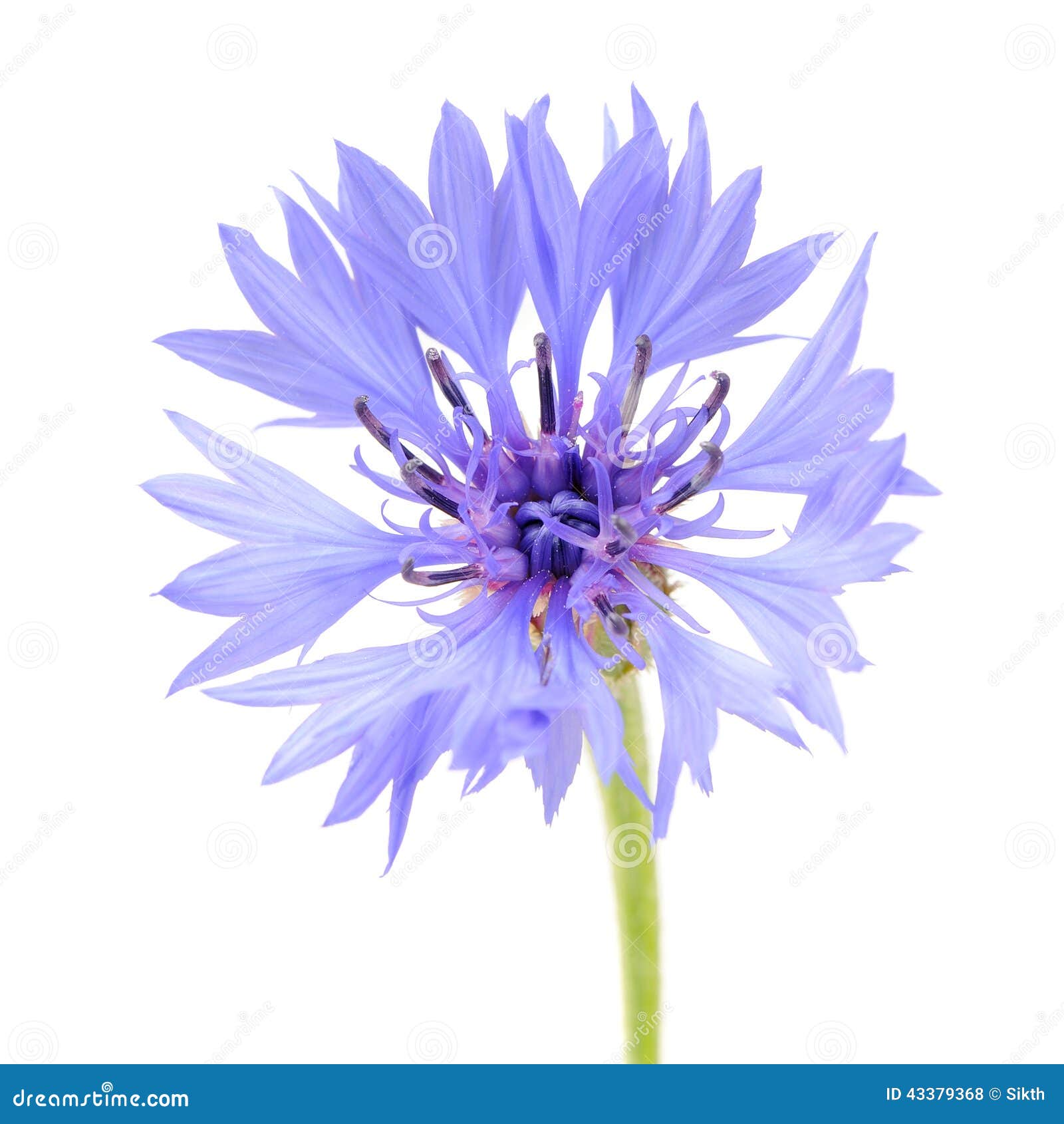 Blue Cornflower Close-Up on White Background Stock Photo - Image of ...