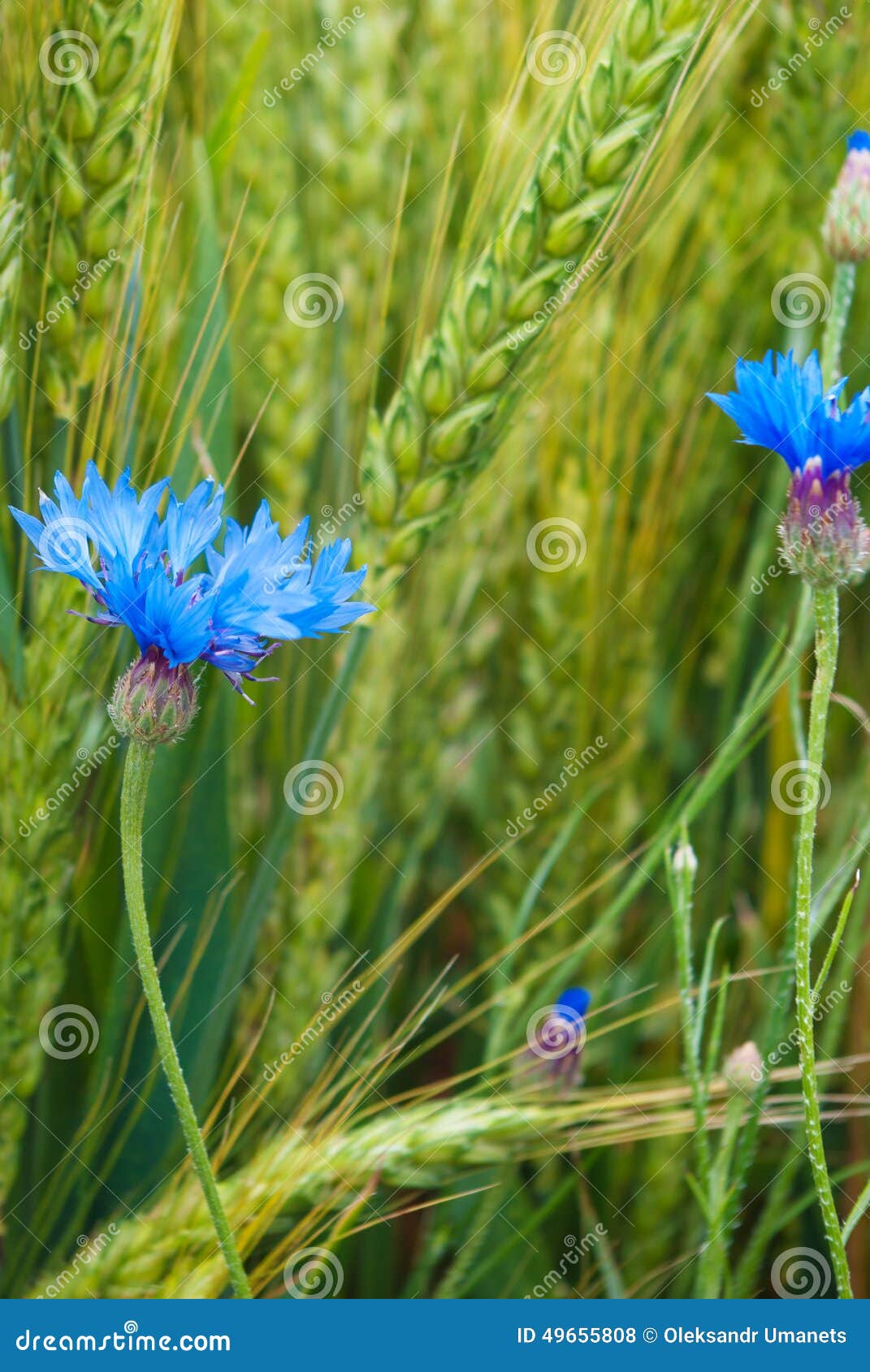 Blue Cornflower in the Field among the Ears of Cereal Stock Photo ...